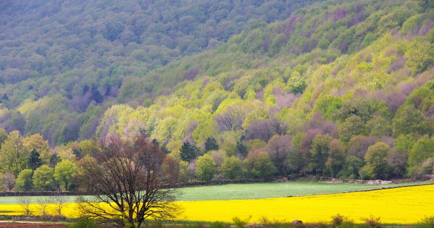 Bosque Caducifolio Primavera